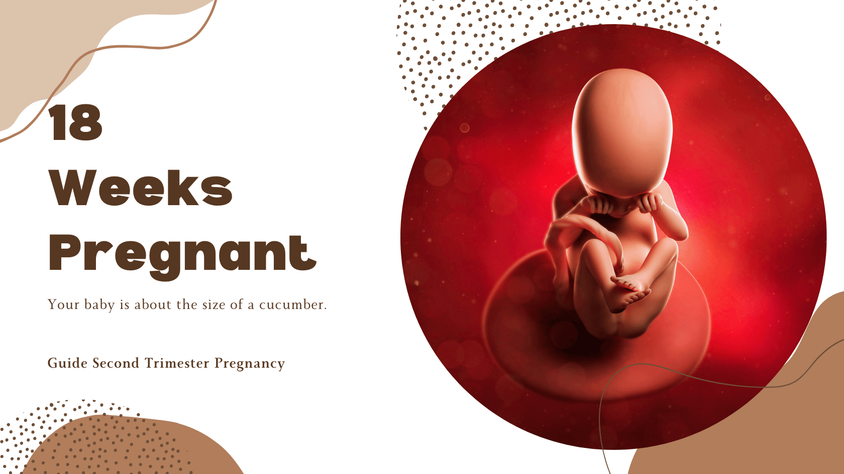 18 semanas de embarazo